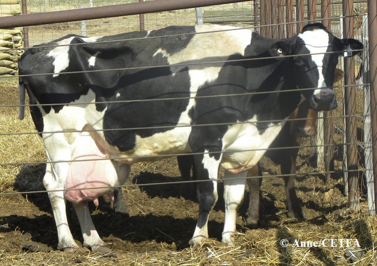 Lactating cows at auctions - Canadians For Ethical Treatment of Farmed ...