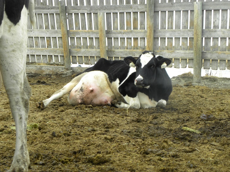 Claire, a downer cow destined for slaughter - Canadians For Ethical ...