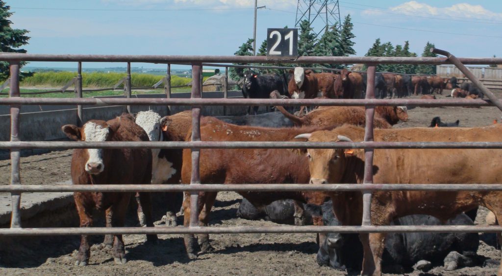 Review of the updated code of care for cattle - Canadians For Ethical ...