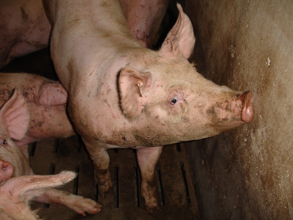Help Animals Get the Protection They Deserve - Canadians For Ethical ...