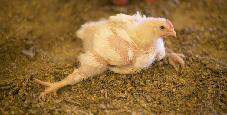 Canadians For Ethical Treatment of Farmed Animals – Rethinking the way ...