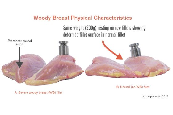 Chicken Meat "Defects" Are a Sign of Animal Suffering - Canadians For ...