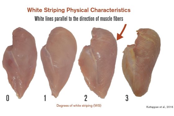 Chicken Meat "Defects" Are a Sign of Animal Suffering - Canadians For ...
