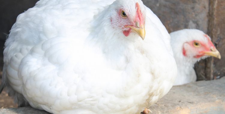 Canadians For Ethical Treatment of Farmed Animals – Rethinking the way ...