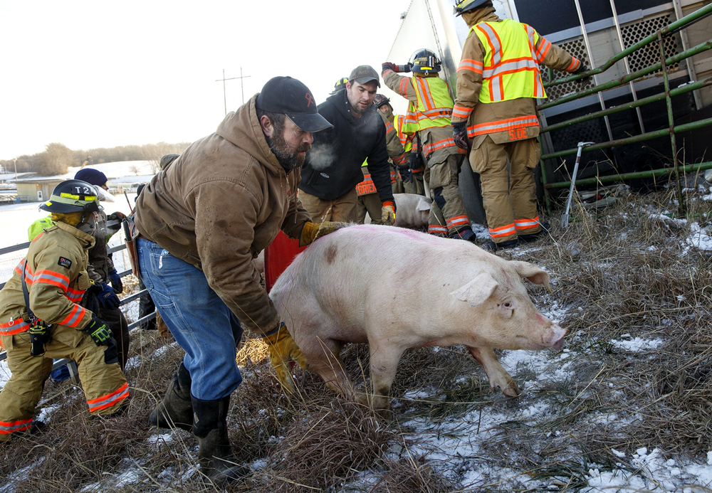 Help Prevent Livestock Trailer Accidents - Canadians For Ethical ...