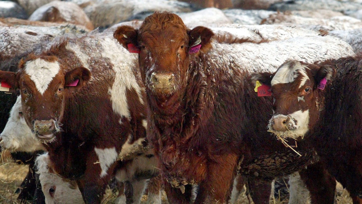 Beef Industry's "Quality-Defects" are Sign of Animal Abuse - Canadians ...