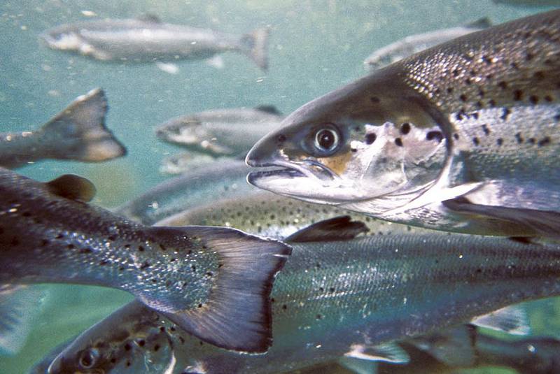Comment on Canada's First-Ever Code of Practice for Fish - Canadians ...
